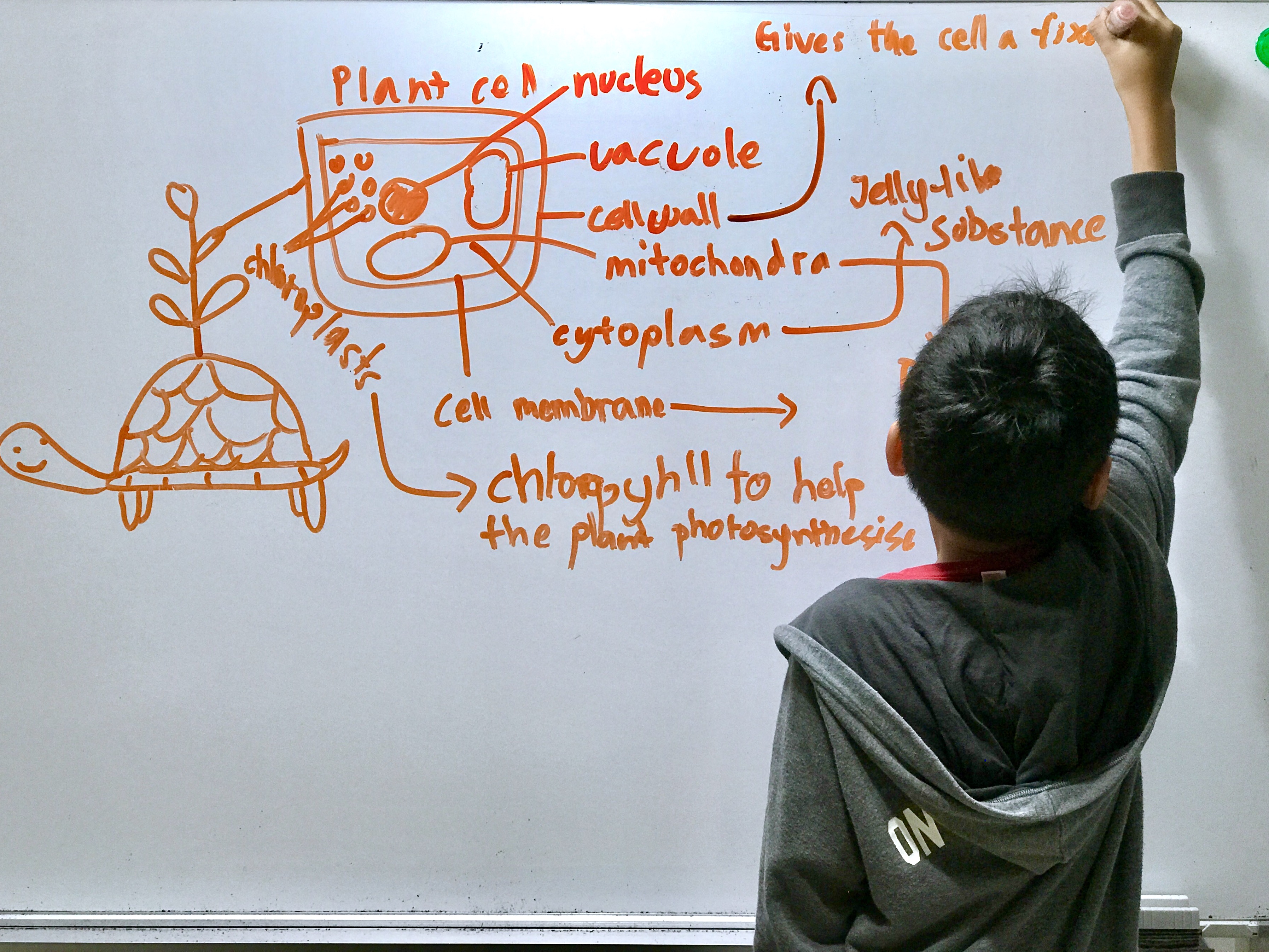 Cells Pri 5 Science Online Free Guide Singapore - eduKate Tuition Centre